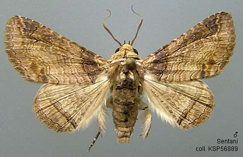 Papua Insects Foundation (Lepidoptera/Erebidae/Erebinae/Pericymini ...